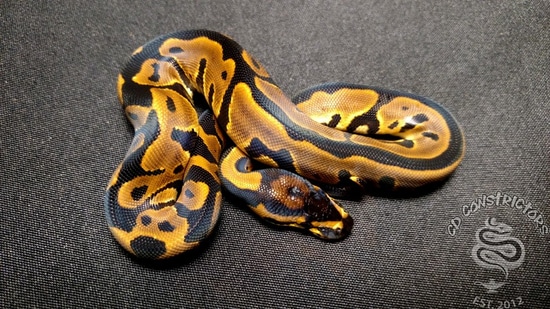 Leopard Blade 100% Het Clown Ball Python by CD Constrictors