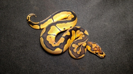 Blade Clown Ball Python by CD Constrictors