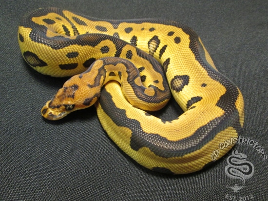 Leopard Clown Ball Python by CD Constrictors