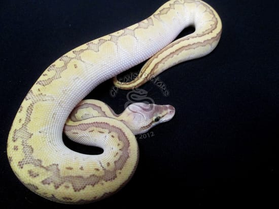 Butter Emperor Yellow Belly Ball Python by CD Constrictors