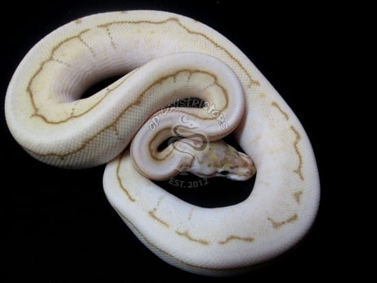 Nuclear Spinner Possible Yellow Belly Ball Python by CD Constrictors
