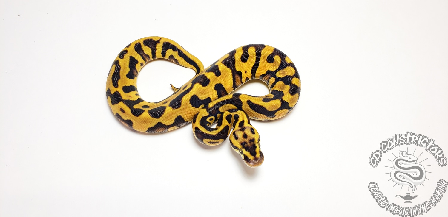 Enchi Leopard Pastel 100% Het Clown Poss Het Pied Ball Python by CD ...
