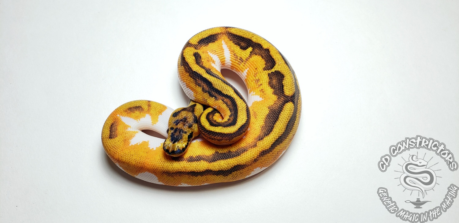 Enchi Yellowbelly Clown Pied Ball Python by CD Constrictors - MorphMarket