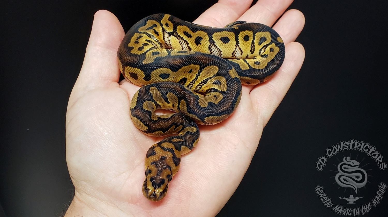 Redstripe Clown (Magma) Ball Python by CD Constrictors - MorphMarket