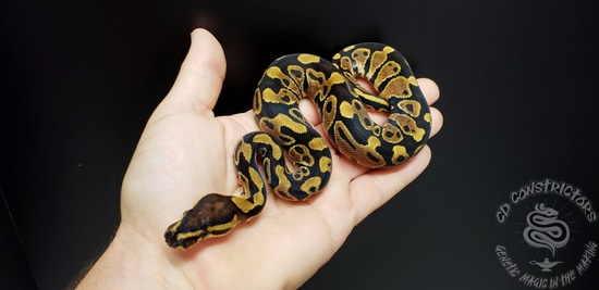 Asphalt 100% Het Clown Ball Python by CD Constrictors