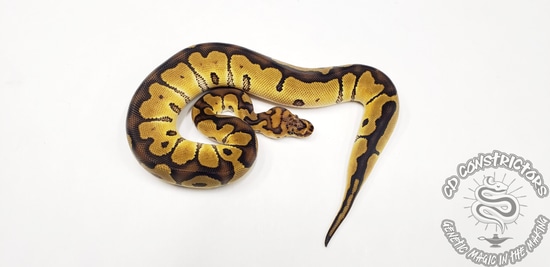 Asphalt Blade Clown Ball Python by CD Constrictors