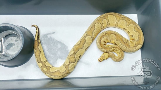 Fire Redstripe Clown (Magma) Ball Python by CD Constrictors