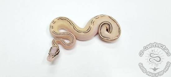 GHI Enchi Pastel Pinstripe Freeway Ball Python by CD Constrictors