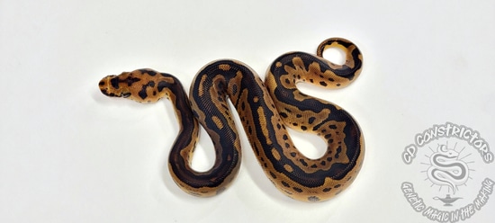 Confusion Leopard Clown Ball Python by CD Constrictors