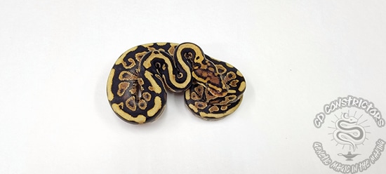 Cinnamon Redstripe Spotnose Poss Yellowbelly 100% Het Clown Poss Het ...