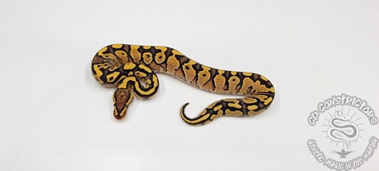 Fire Redstripe Yellowbelly Het Clown Poss Het Desert Ghost Ball Python ...