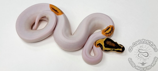 Orange Dream Yellowbelly Fire Pied Ball Python by CD Constrictors
