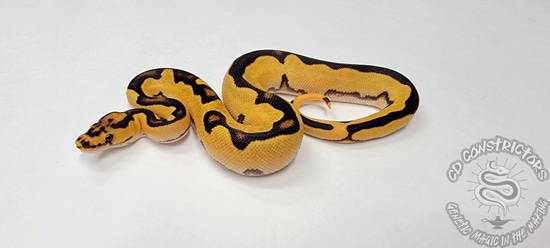 Calico Fire Orange Dream Clown Ball Python by CD Constrictors
