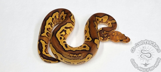 Wookie Fire Yellowbelly Clown Ball Python by CD Constrictors