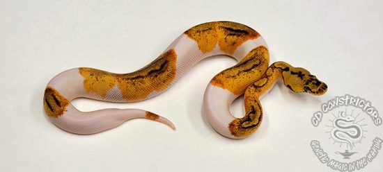 Enchi Leopard Pastel Clown Pied Ball Python by CD Constrictors