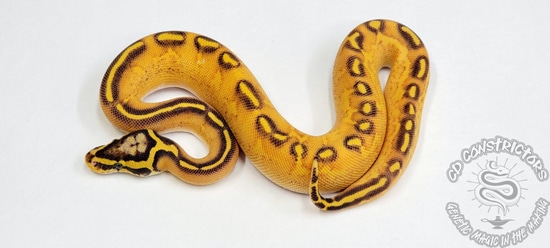 Cypress Enchi GHI Pastel Freeway Ball Python by CD Constrictors