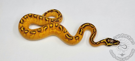 Cypress Enchi GHI Pastel Freeway Ball Python by CD Constrictors