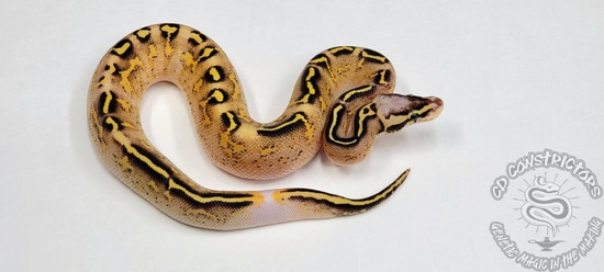 Cypress Enchi Pastel Freeway Ball Python by CD Constrictors