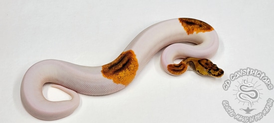 Enchi Clown Pied Ball Python by CD Constrictors