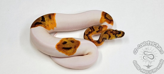 Enchi Clown Pied Ball Python by CD Constrictors