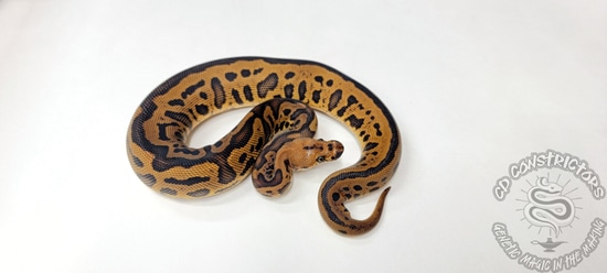 Confusion Leopard Clown Ball Python by CD Constrictors
