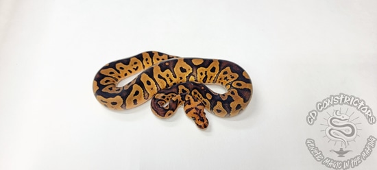 Confusion Spotnose Yellowbelly Clown Ball Python by CD Constrictors