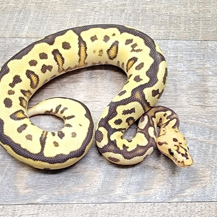 Enchi Leopard Yellowbelly Pied Ball Python by CD Constrictors - MorphMarket