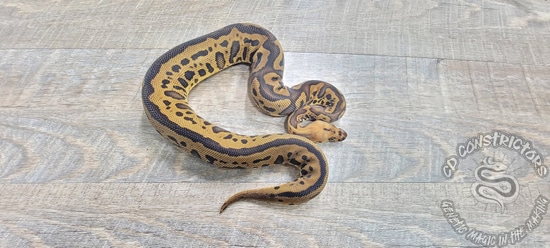 Confusion Leopard Clown Ball Python by CD Constrictors