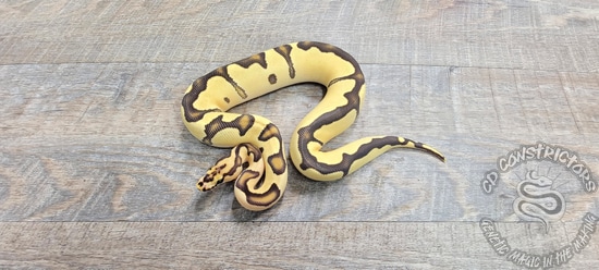 Fire Calico Orange Dream Clown Ball Python by CD Constrictors