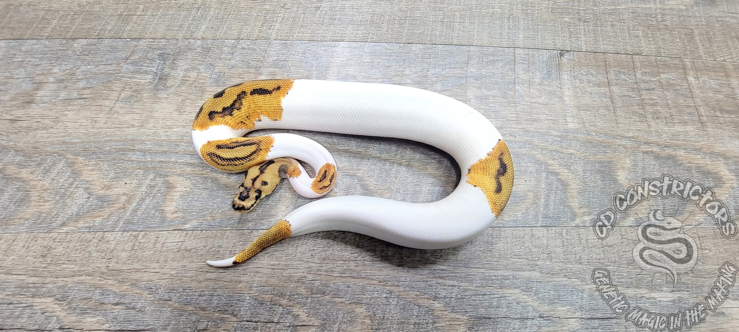 Enchi Leopard Clown Pied Ball Python by CD Constrictors - MorphMarket