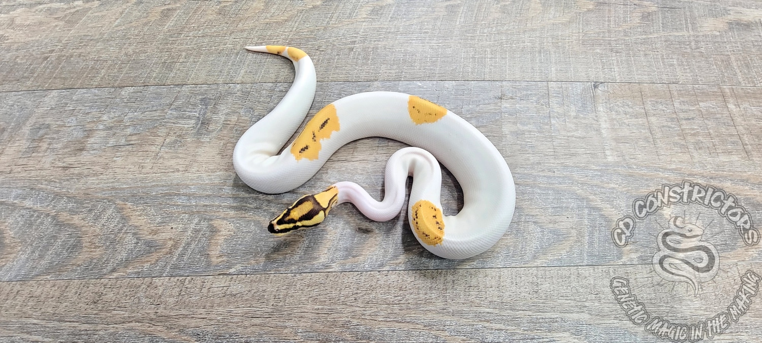 Fire Super Orange Dream Yellowbelly Pied Ball Python by CD Constrictors ...