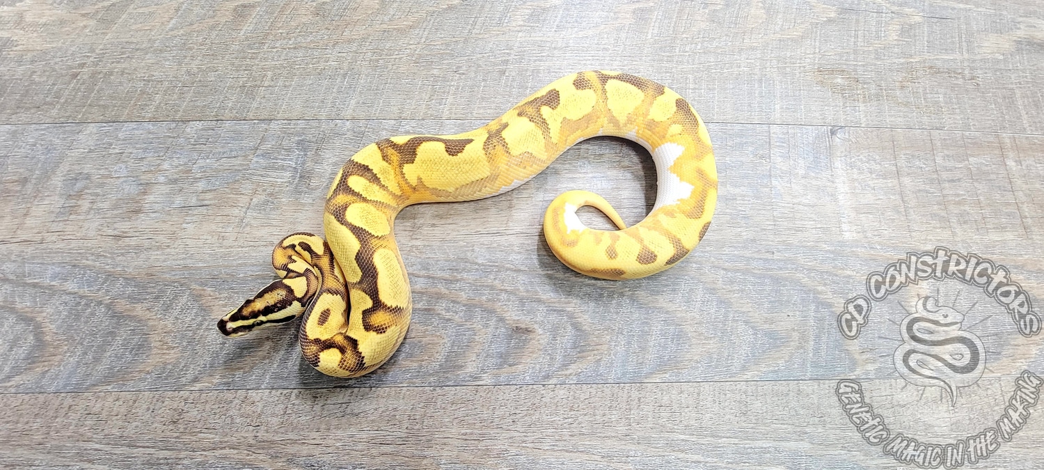 Enchi Leopard Orange Dream Fire Pied Ball Python by CD Constrictors - MorphMarket