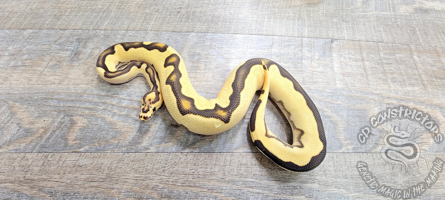 Calico Fire Orange Dream Clown Ball Python by CD Constrictors - MorphMarket
