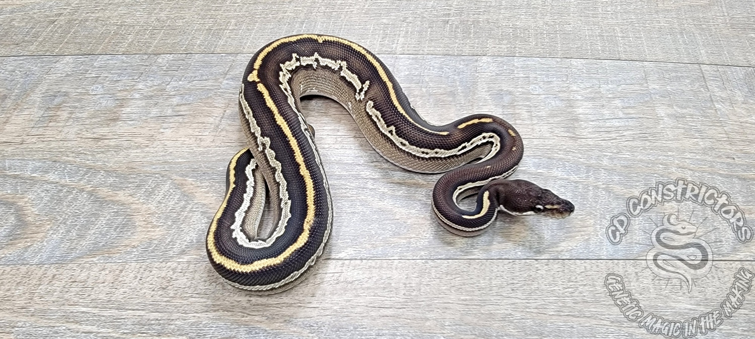 Blackhead Leopard Mojave Het Pied Ball Python by CD Constrictors ...