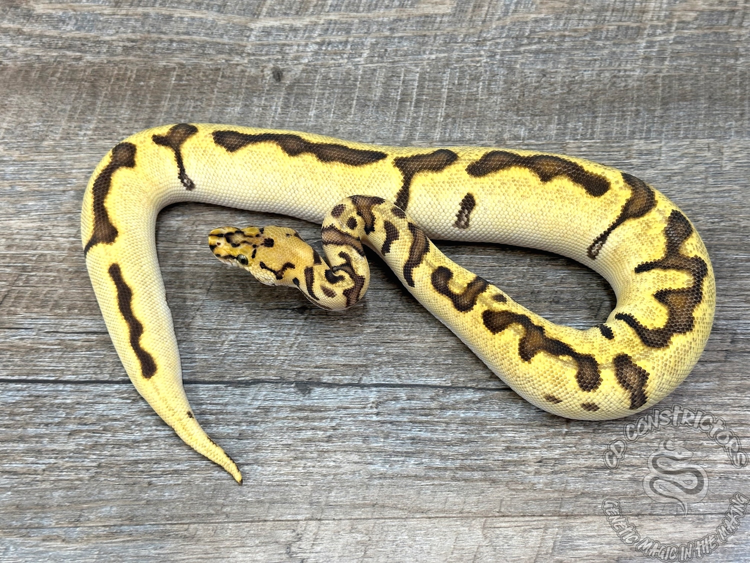 Enchi Spotnose Orange Dream Clown Ball Python by CD Constrictors ...