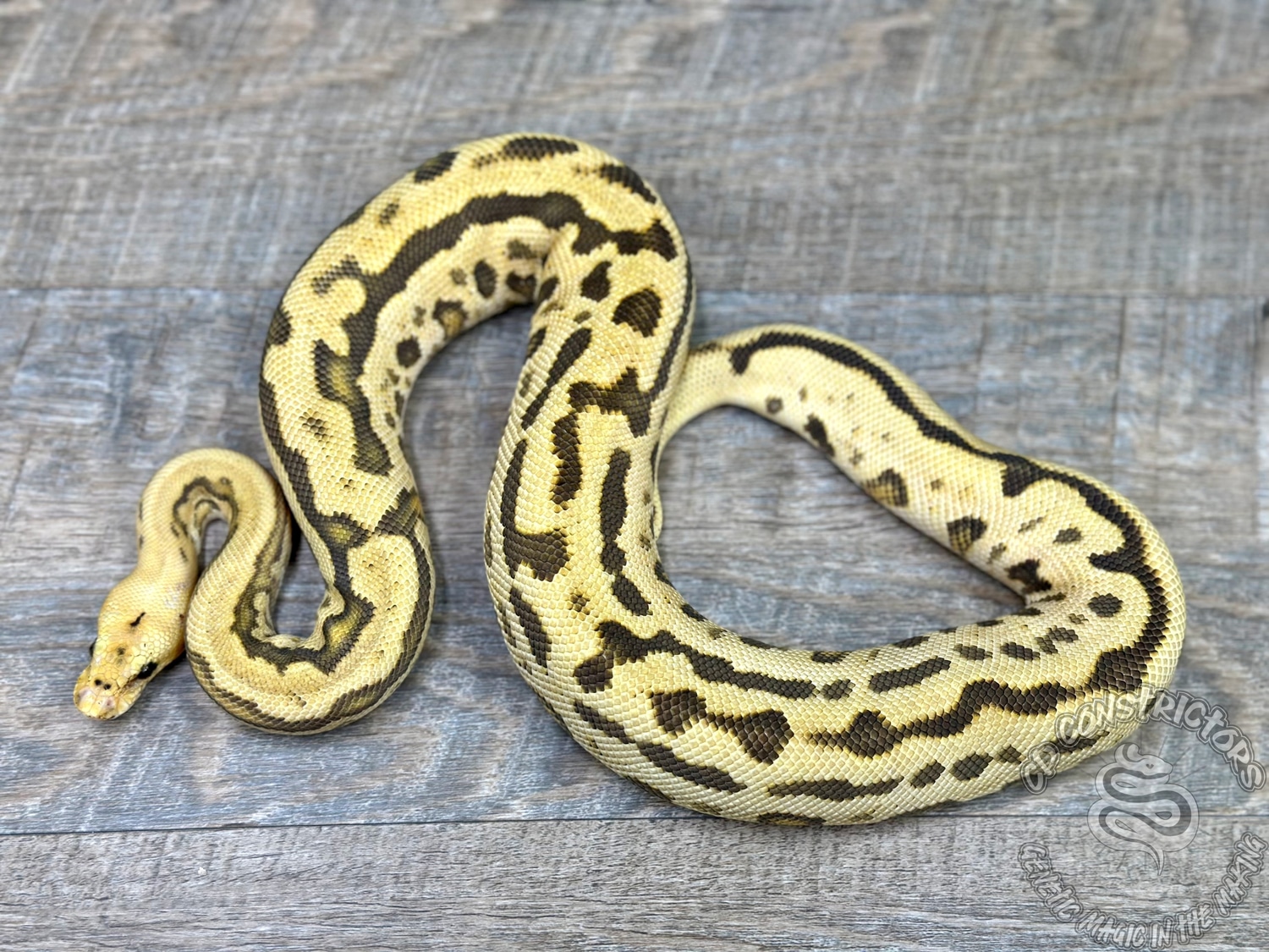Fire Cypress Batman (Leopard Spotnose Clown) Ball Python by CD ...