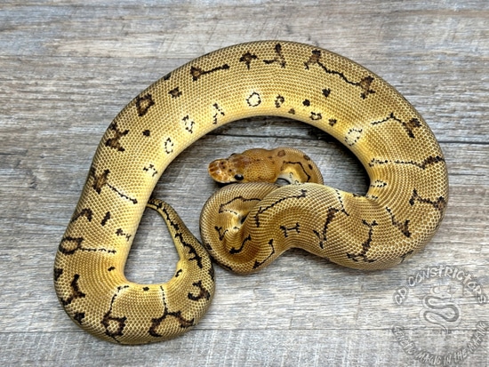 Pinstripe Clown Het Desert Ghost Ball Python by CD Constrictors