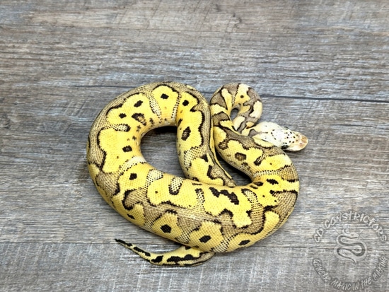 Redstripe FireFly Yellowbelly Clown Ball Python by CD Constrictors