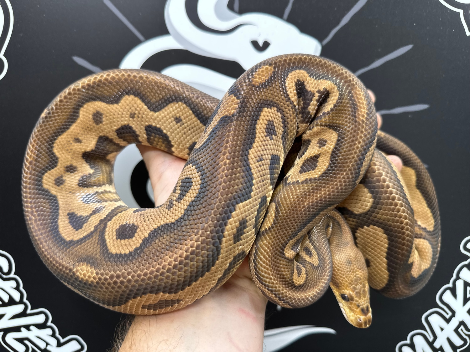 Cypress Leopard Clown Ball Python by CD Constrictors - MorphMarket
