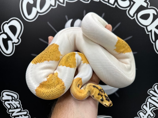 Orange Dream Yellowbelly Clown Pied Ball Python by CD Constrictors