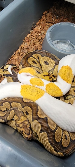 Asphalt Clown 20F1 Ball Python by CD Constrictors