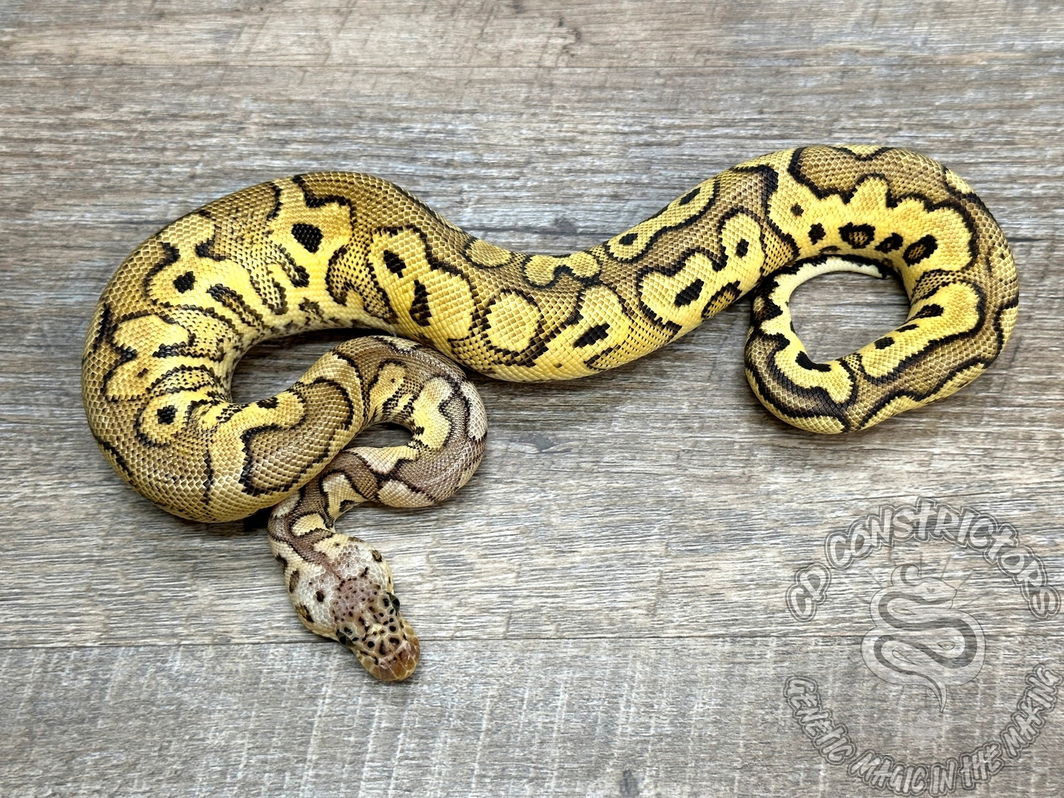 Redstripe Pastel Clown Ball Python by CD Constrictors - MorphMarket