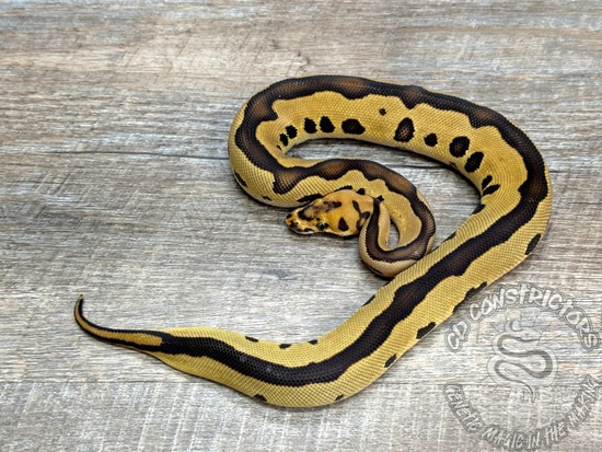 Leopard Clown Ball Python by CD Constrictors