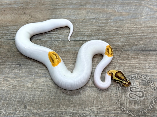 Enchi Fire Orange Dream Yellowbelly Pied Ball Python by CD Constrictors