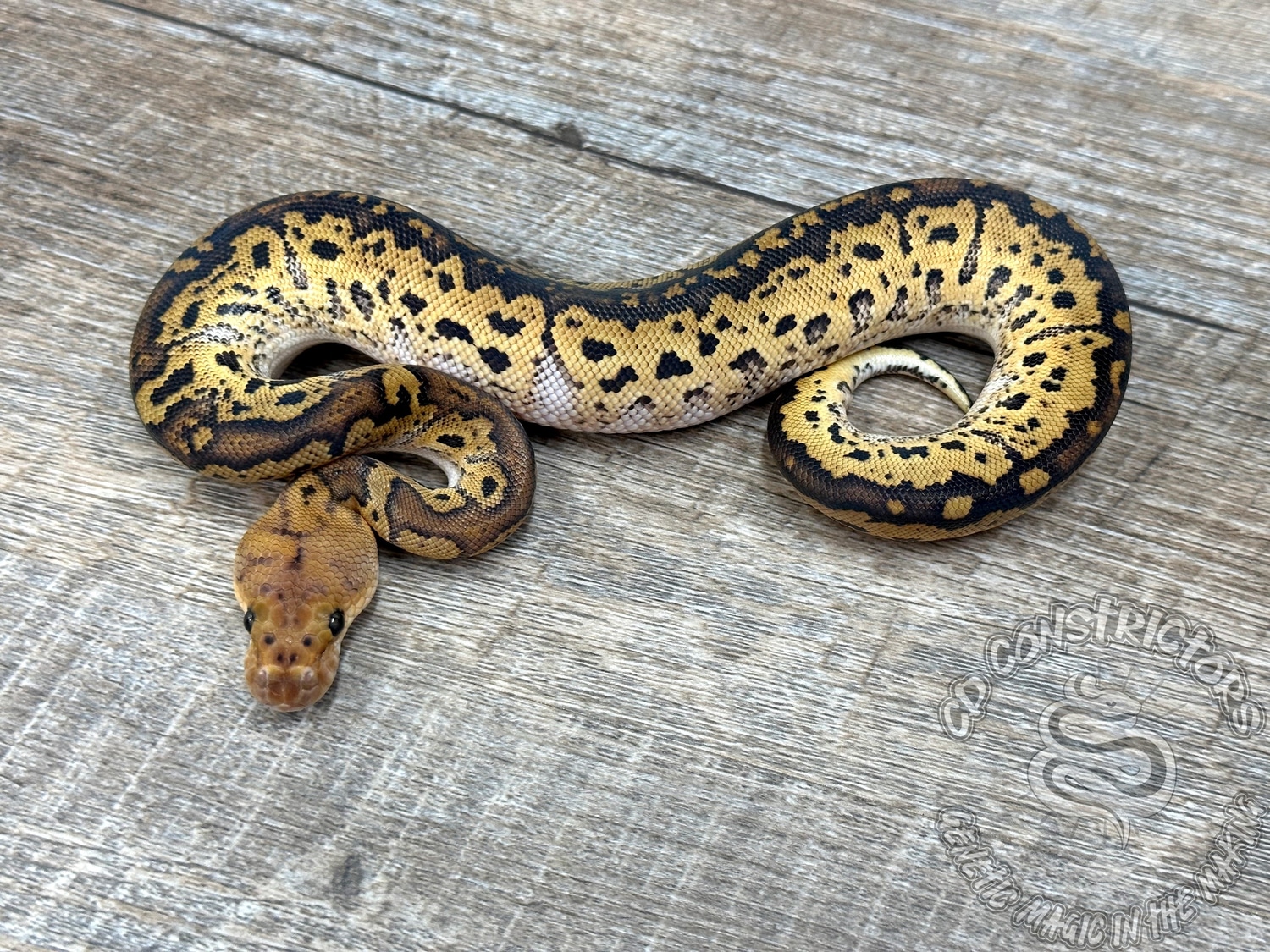 Redhead Clown Ball Python by CD Constrictors - MorphMarket