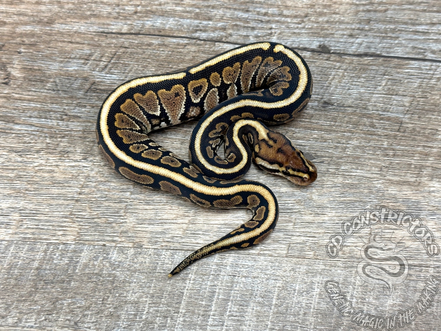Redhead Spotnose Het Clown Ball Python by CD Constrictors - MorphMarket