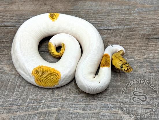 Leopard Pastel Clown Pied Ball Python by CD Constrictors
