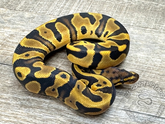 Enchi Leopard Orange Dream Red Stripe Het Clown Ball Python by CD Constrictors