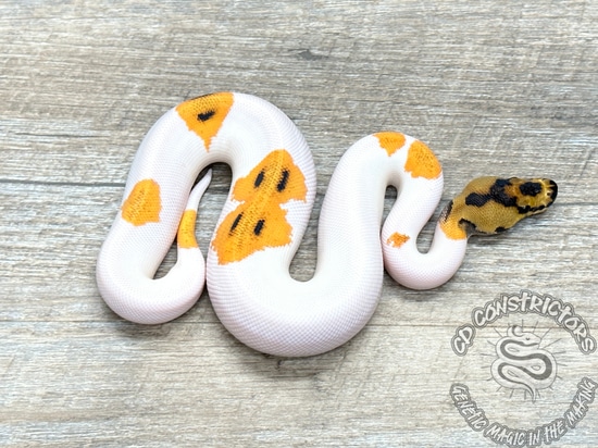 Super Orange Dream Poss Yellowbelly Clown Pied Ball Python by CD Constrictors