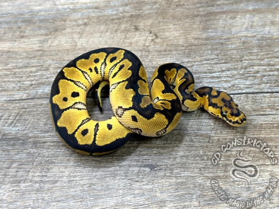 Lace Clown Ball Python by CD Constrictors